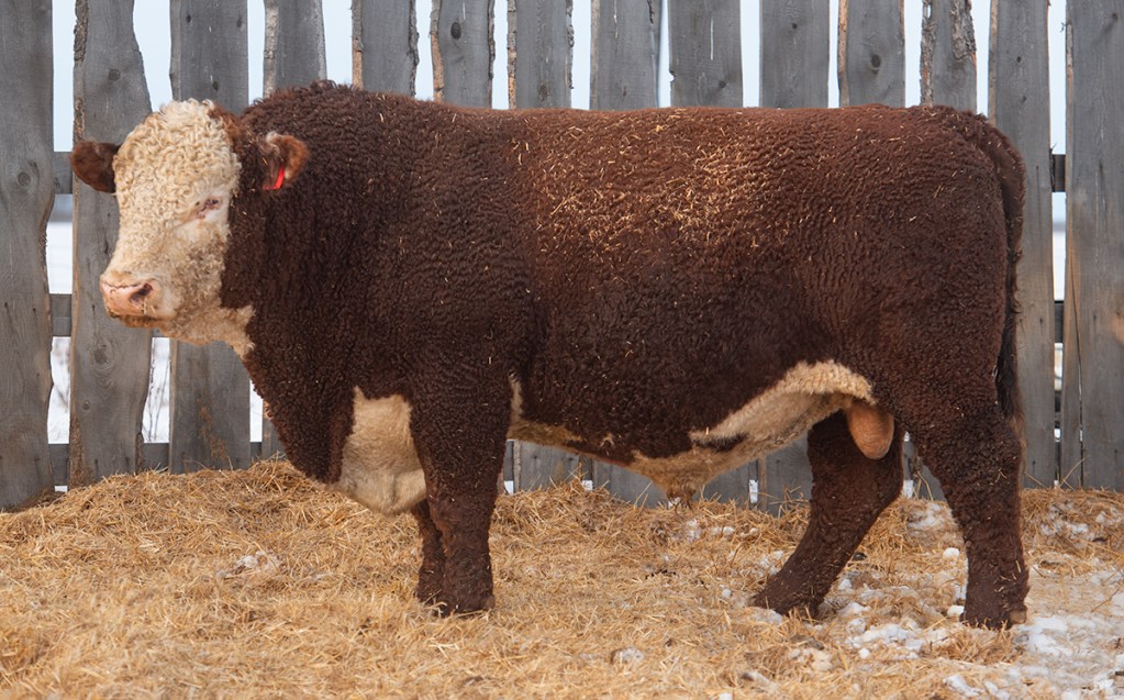 Reference Sires 2025 – Holloway Farms Ltd.